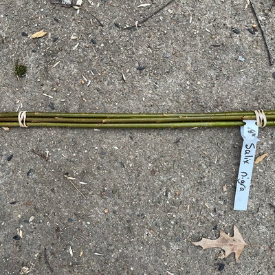 Carex Lurida Shallow Sedge Bareroot Wetland Restoration Live Plant ...