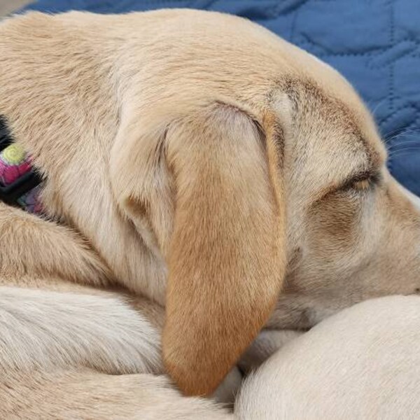 Mini Dog Tag for Dogs, the Bean, Dog Tag, Kidney Bean, Personalized ...