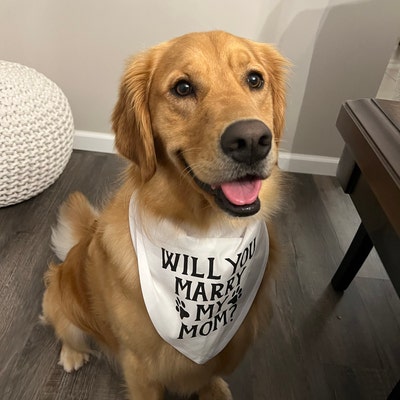 Dog Proposal, Dog Bandana Proposal, Proposal Ideas, Wedding Dog Bandana ...