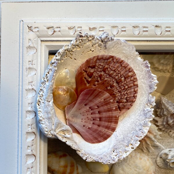 25 Beautiful Pink Rose Petal Tellin Shells - Etsy