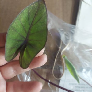Live Colocasia redemption, Elephant Ears Super Rare Starter Plant - Etsy
