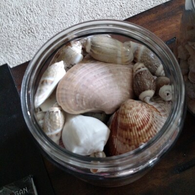 Beach Shells, Beach Seashells, Beach Shell Decor, Craft Shells, Craft ...