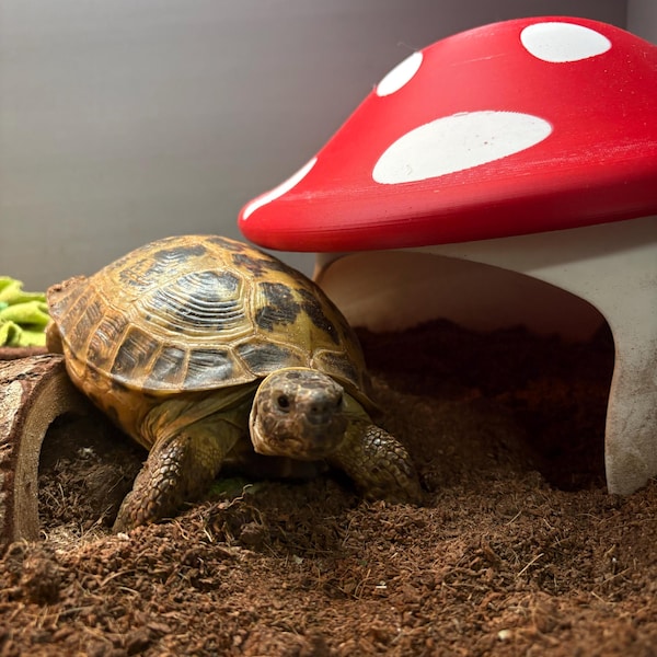 TORTOISE Log Cabin Reptile Hide, Whimsical Vivarium Accessory for Pet ...