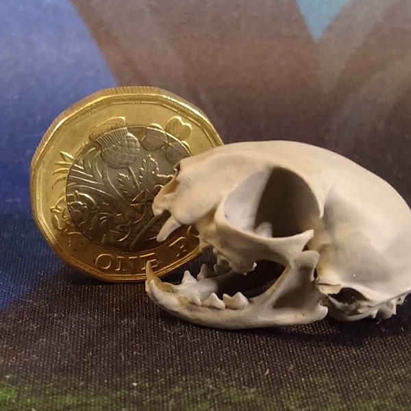 Tadpole Mini Jar - Baldur's Gate 3 Mind Flayer Illithid Parasite ...