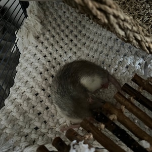 Mouse Climbing Rope - Etsy