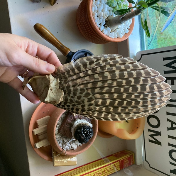 Taxidermy Bird Wings, Real Bird Wing, Chicken Wing, Partial Wing, 8 X 2 ...