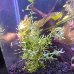 4 Micro Bucephalandra Plants Live Aquarium Plants Free S/h Live Aquatic ...