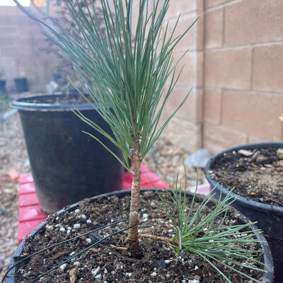 Pinus Strobiformis, Southwestern White Pine or Mexican White Pine ...