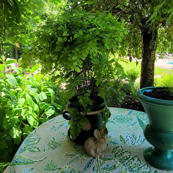 Black Olive Shady Lady Tree Plant in 7 Gallon Pot - About 84 Inches ...