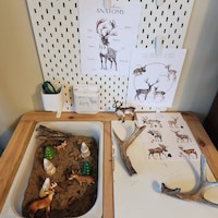 OWLS Unit Study, Life Cycle, Anatomy, Nature Study, Science ...