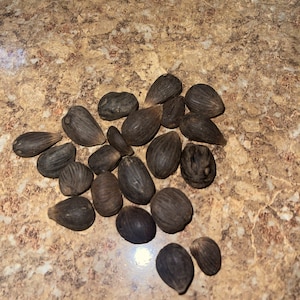 21 Ikines 4 Eyes Ifa African Palm Nuts - Etsy