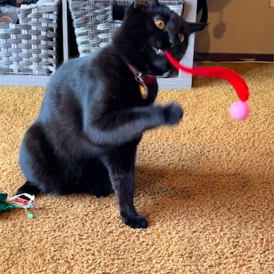 Wiggly Ball Variety 3 Pack Wiggly Ping, Pong, and Ball, Fun Cat Toy ...