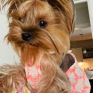 Daisy Chiffon Crop Top XS-2XL Dog-shirts Dog Top Dog - Etsy