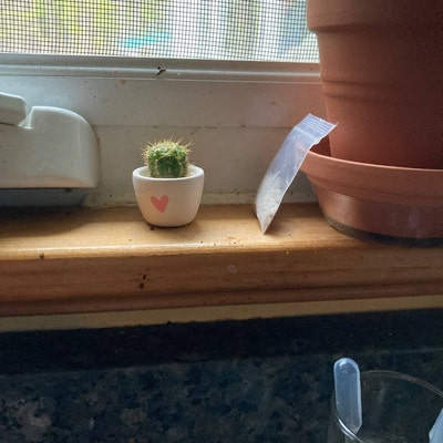 Copa Plant Propagation Vessel / Handmade Ceramic and - Etsy