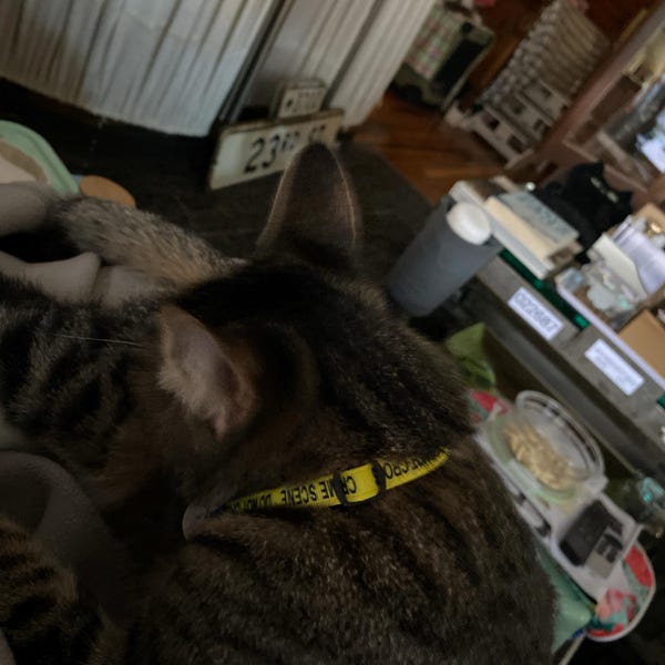 Crime Scene Halloween Breakaway Cat Collar - Etsy