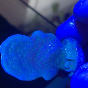 Green Tip Frogspawn - Etsy