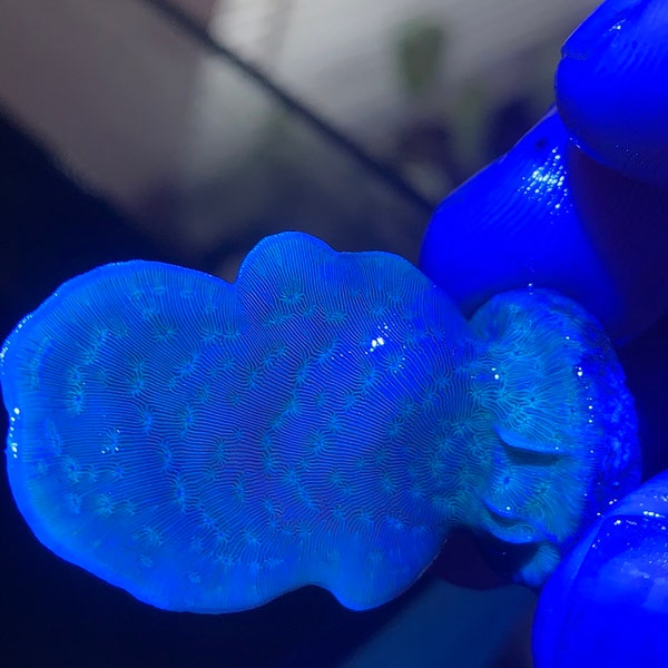 Light Pink Capnella Leather Coral Live Saltwater Coral - Etsy