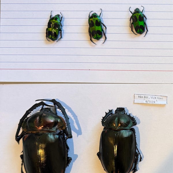 1 A-1 Pyrops Candelaria Green Yellow Real Lantern Fly Entomology - Etsy