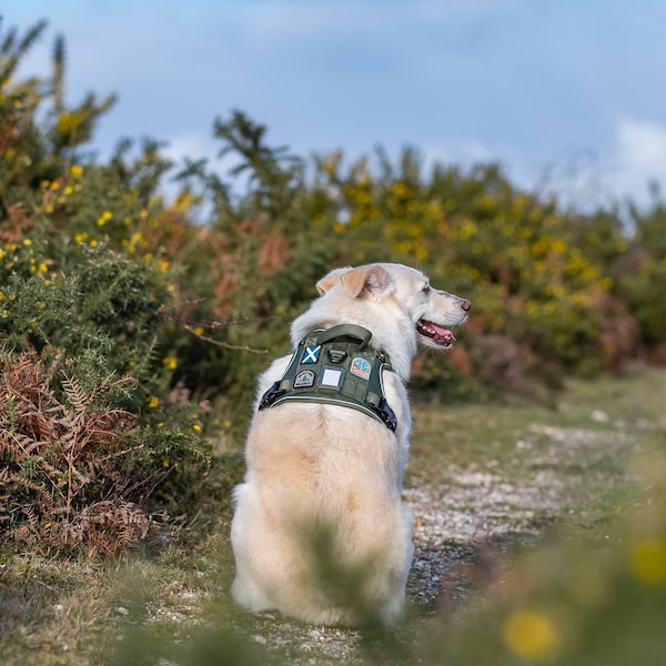 Adventure Buddy Patch for Dogs | Iron-on | Velcro - Etsy