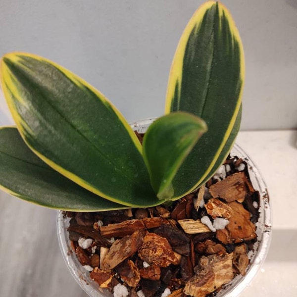 Rlc. Sung Ya Green 'mailman' 2.5 Pot - Etsy