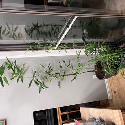 Asian Lemon Yellow Bamboo Clumping Variety NON-INVASIVE Bambusa ...