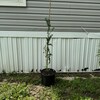Live Texas Privet/ Ligustrum Japonicum Texanum - Etsy
