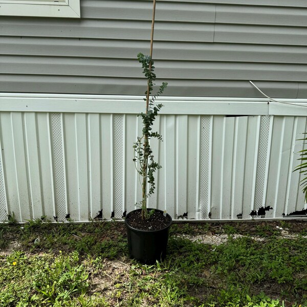 Live Texas Privet/ Ligustrum Japonicum Texanum - Etsy