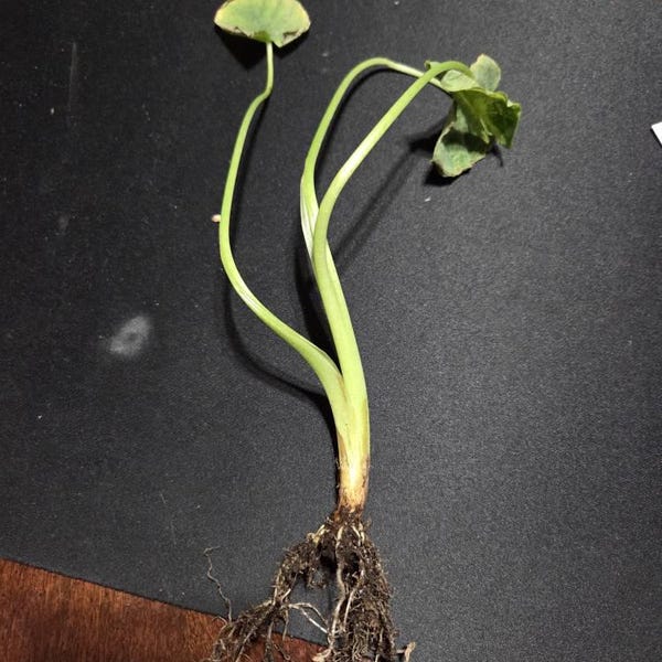 Live Colocasia "redemption", Elephant Ears Super Rare Starter Plant - Etsy