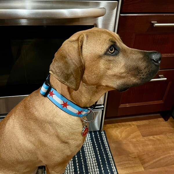 Chicago Flag Dog Collar - Wide Large - Etsy