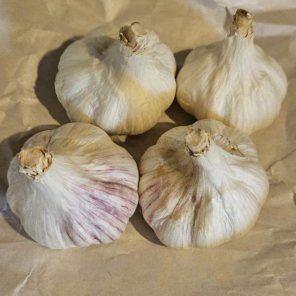 Duganski Culinary Garlic Bulbs Small Size: 1 5/8 to 1 7/8 Organically ...