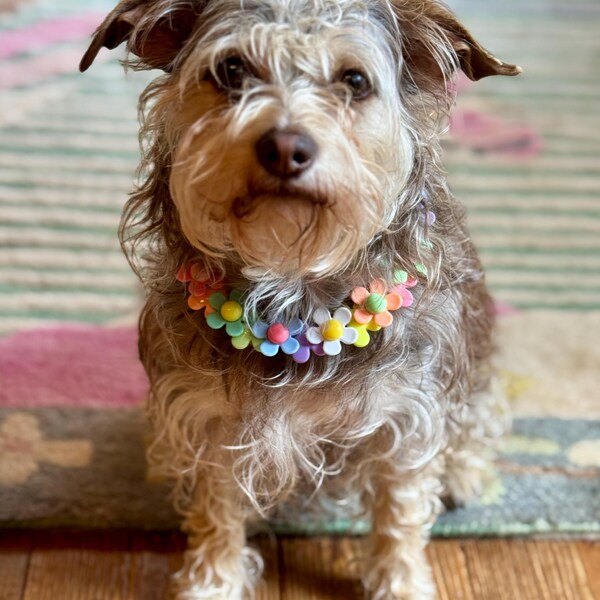 Sunny Daisy Medium Flower Bead Dog Collar, Floral Beaded Dog Necklace ...