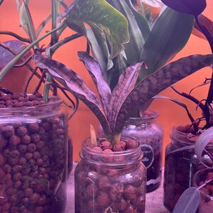 Plant Heat Pack - Etsy