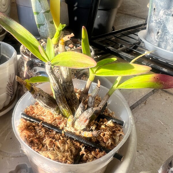 Chysis Limminghei (syn. Limminghii) - RARE SPECIES ORCHID - Etsy