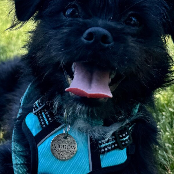 Personalized Pet Tag Elven Scrollwork With Celtic Border Custom Dog Cat ...