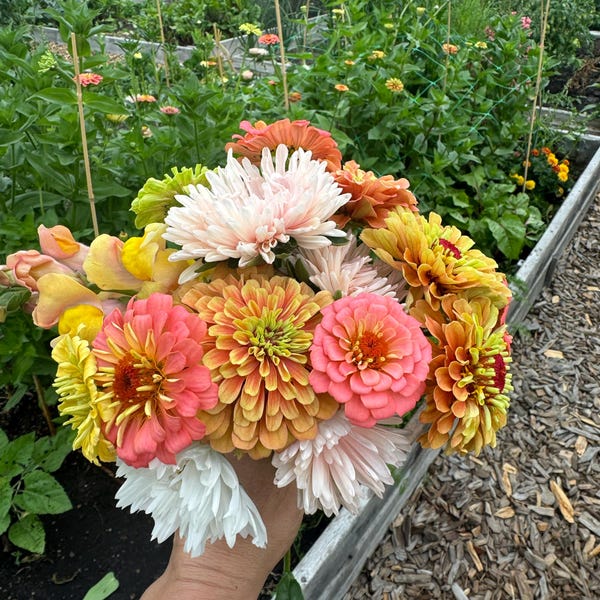 100+ Verbascum Phoeniceum Temptress Flower Mix Flower Seeds / Mullein ...