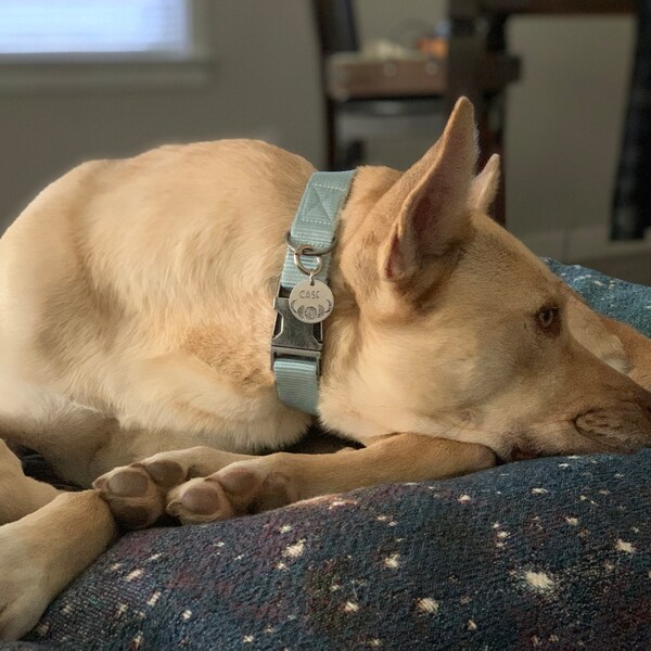 Wild & Beautiful Handstamped Hexagon Pet ID Tag Personalized Pet/dog ID ...