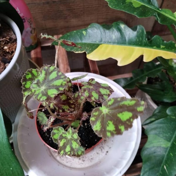 RARE Rex Begonia Blue Flashing ‘tiger Kitten’ Live House Plant Potted 4 ...