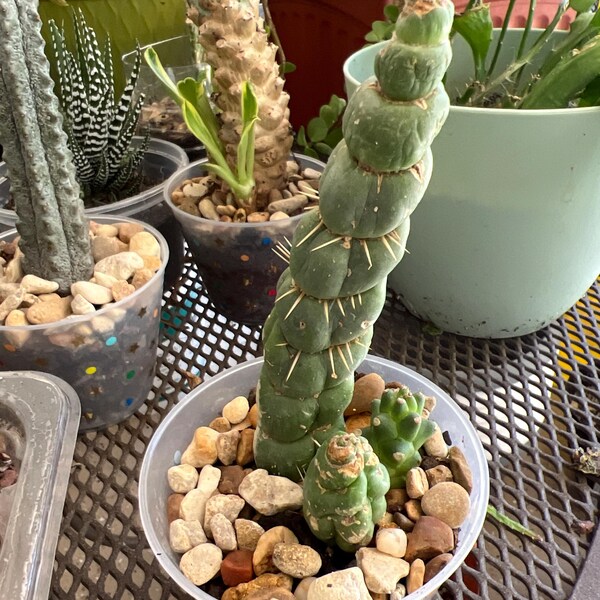 Rare Sansevieria Mini Boncel Succulent - Limited Supply 2" - Etsy