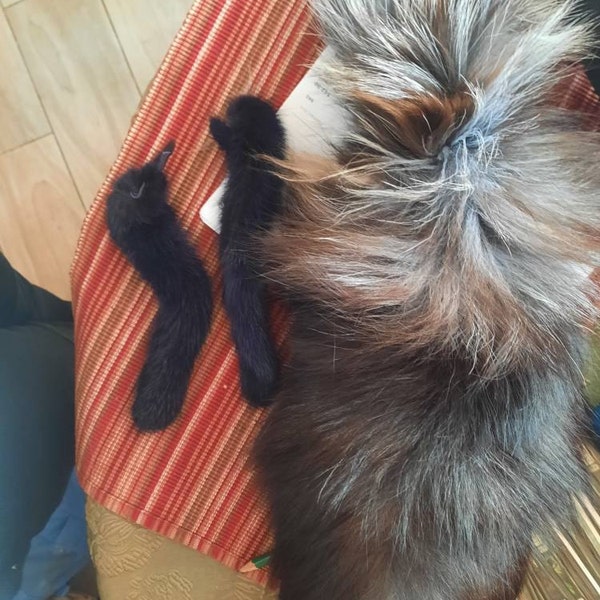 9 Different Color Foxtails, Cat Dog Toys, Pet Toys, Fox Fur Tail ...
