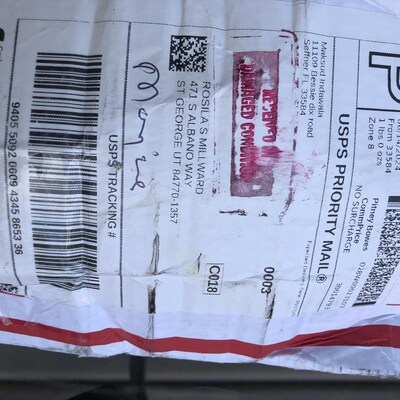 CALOTROPIS GIGANTEA Giant / Madar/ Milkweed Tree Plant Butterfly Garden ...