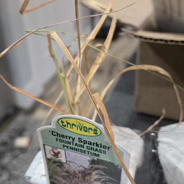 Cherry Sparkler Fountain Grass Plug Starter Plant - Etsy