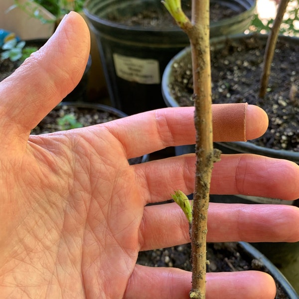 3 Raspberry Plants "royalty Purple"-large, High-quality Fruit (3 Large ...