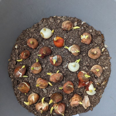 2 Live Coreopsis Verticillata 'zesty Zinger Threadleaf Coreopsis ...