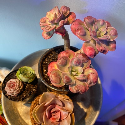 Rare Succulent Echeveria Raindrops Frills - Etsy