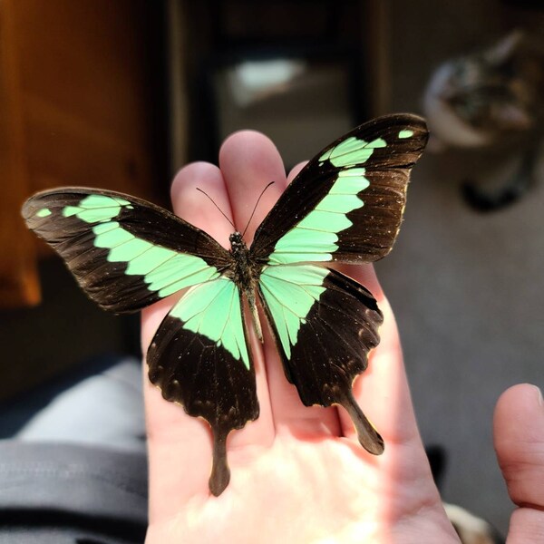 Real Papilio Phorcas "mint Swallowtail" Butterfly, Spread for Your ...