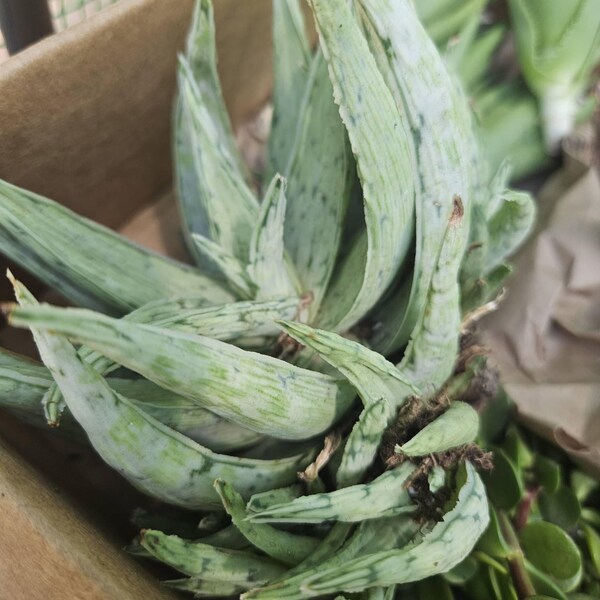 Rebutia Sanguinea Cactus Plant, Fully Rooted, Clumping Cactus, Small ...
