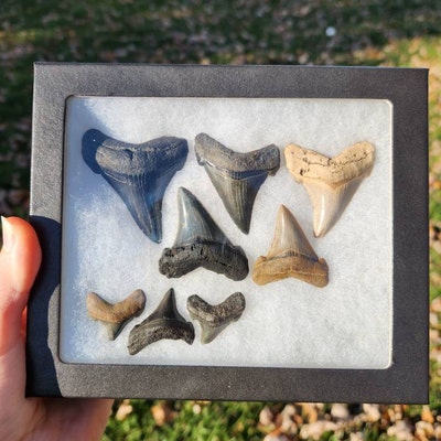 Riker Mount ONE Display Case Frame Shadow Box Choose Size - Etsy