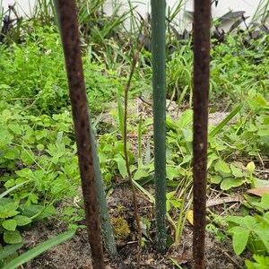 5 Red Maple Bare Root acer Rubrum - Etsy