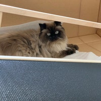 Doggoramps Small Dog Ramp for Bed including Tall Beds - Etsy Canada