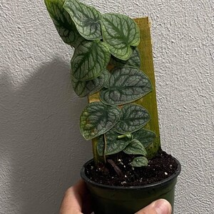 Monstera Dubia Shingling Plant Growing in 4 Pot Rare - Etsy
